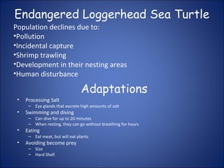 Loggerhead sea turtle jadyn | PPT
