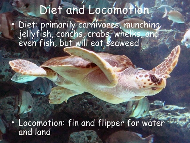 Loggerhead sea turtle jadyn | PPT