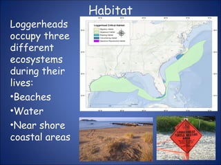Loggerhead sea turtle jadyn | PPT
