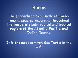 Loggerhead sea turtle jadyn | PPT