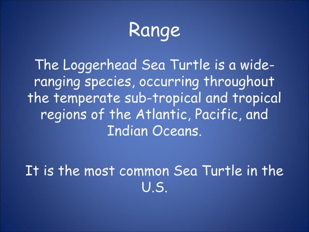Loggerhead sea turtle jadyn | PPT