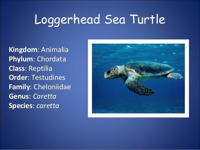 Loggerhead sea turtle jadyn