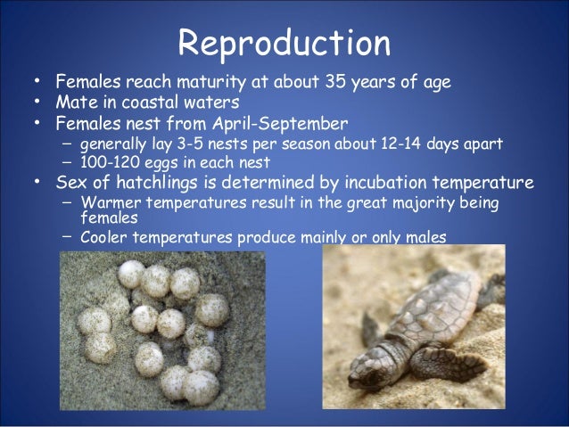 Loggerhead sea turtle jadyn