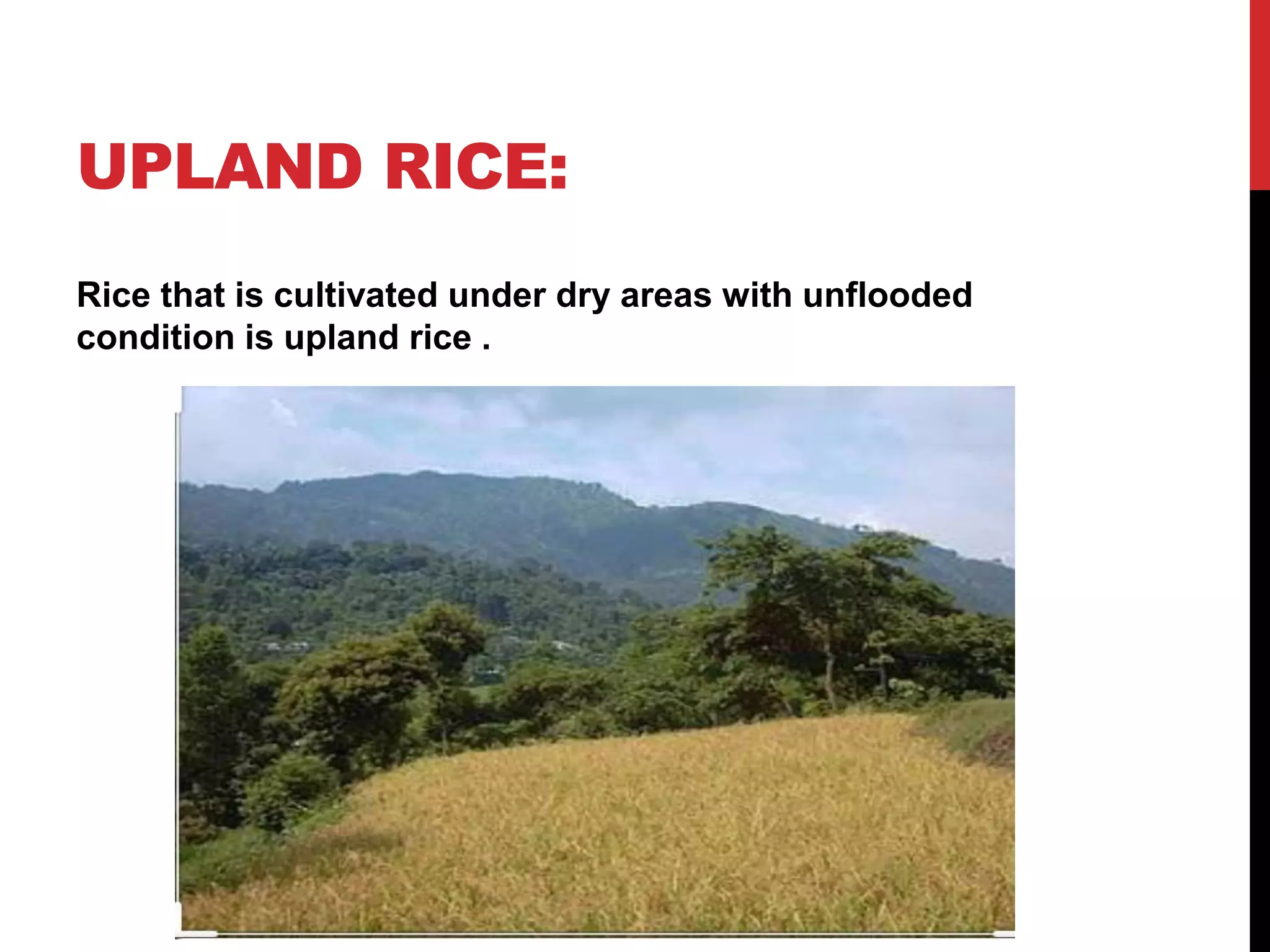 cultivation of rice | PPTX | Agriculture | Industries