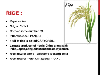 cultivation of rice | PPTX | Agriculture | Industries