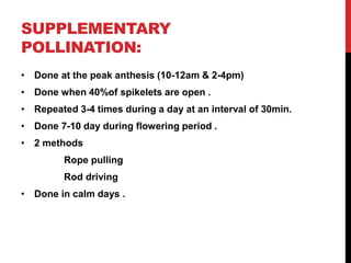cultivation of rice | PPTX