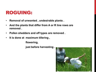 cultivation of rice | PPTX | Agriculture | Industries