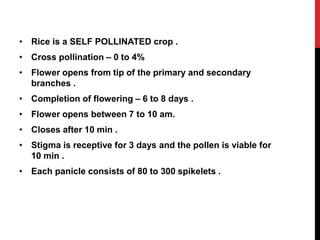 cultivation of rice | PPTX | Agriculture | Industries