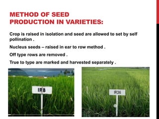 cultivation of rice | PPTX | Agriculture | Industries