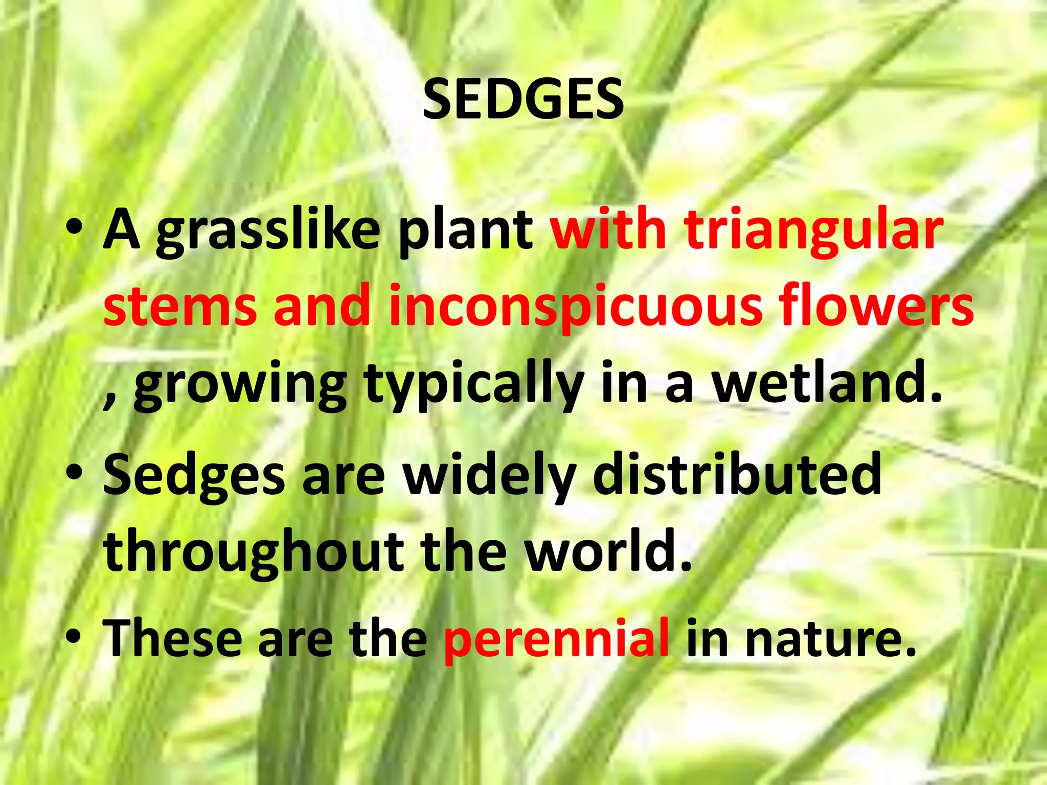 Sedge weeds of rice eco-system | PPTX