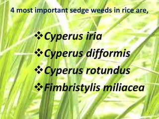 Sedge weeds of rice eco-system | PPTX