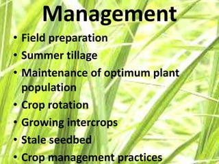 Sedge weeds of rice eco-system | PPT
