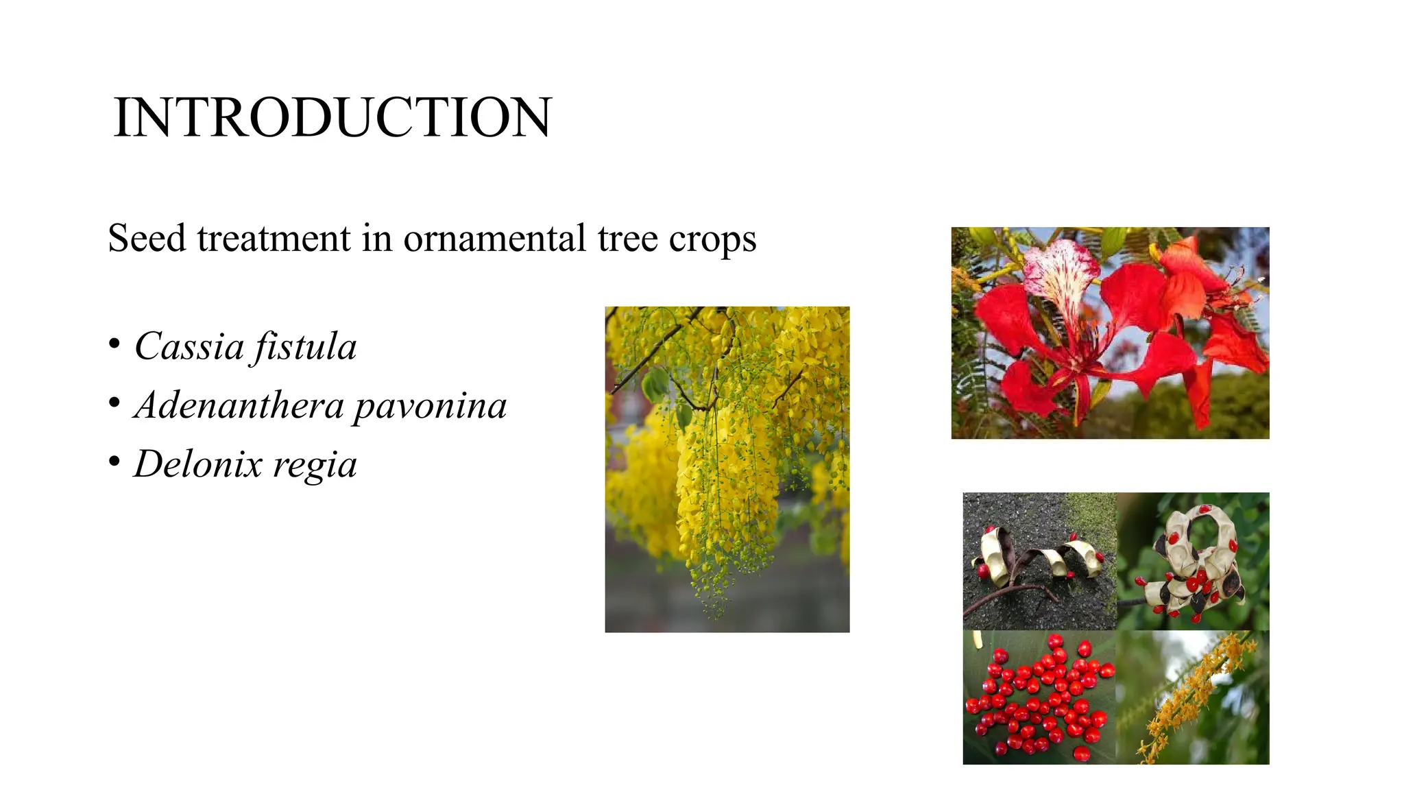 project seed germination ornamental crop | PPTX