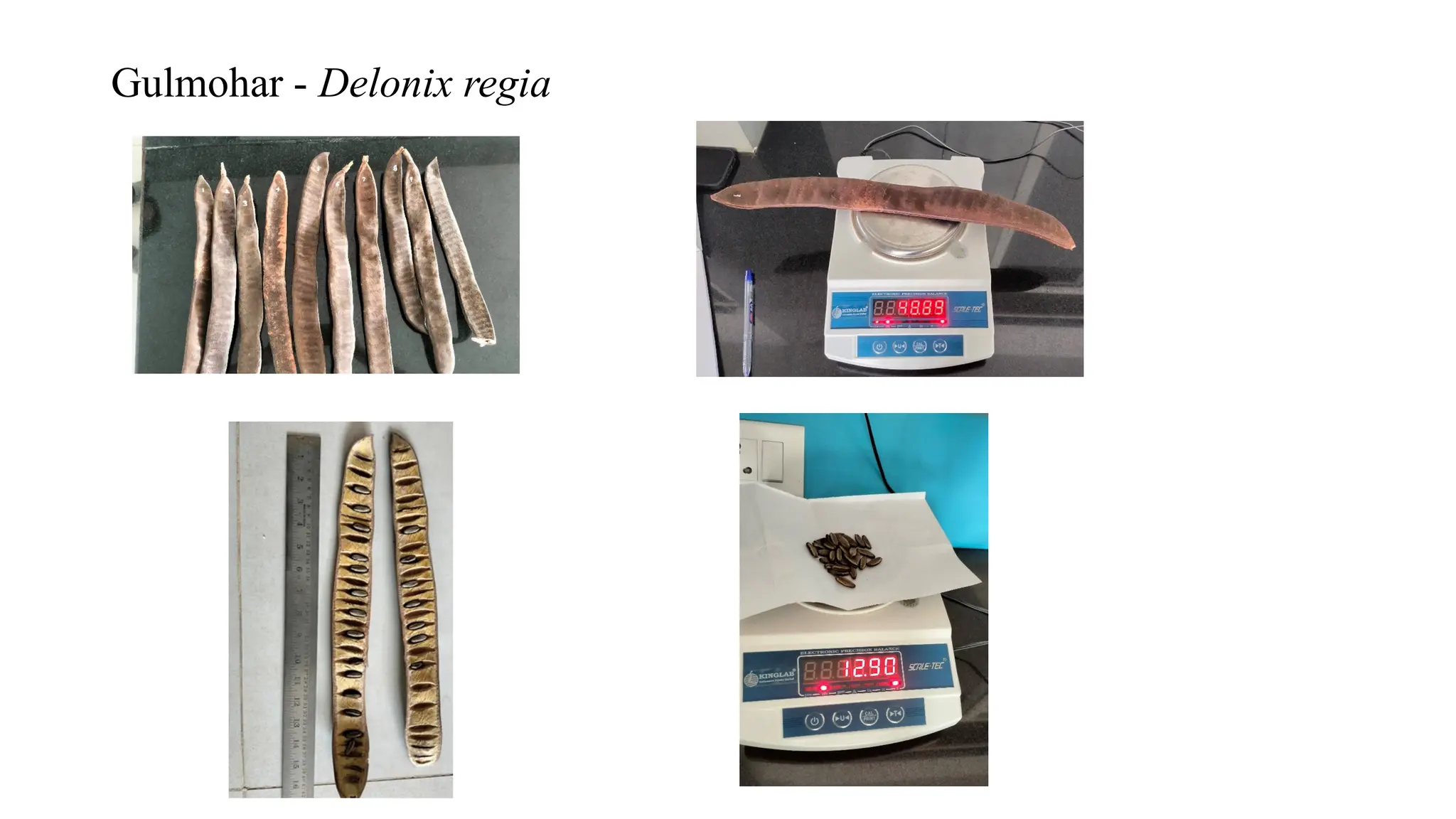 project seed germination ornamental crop | PPTX