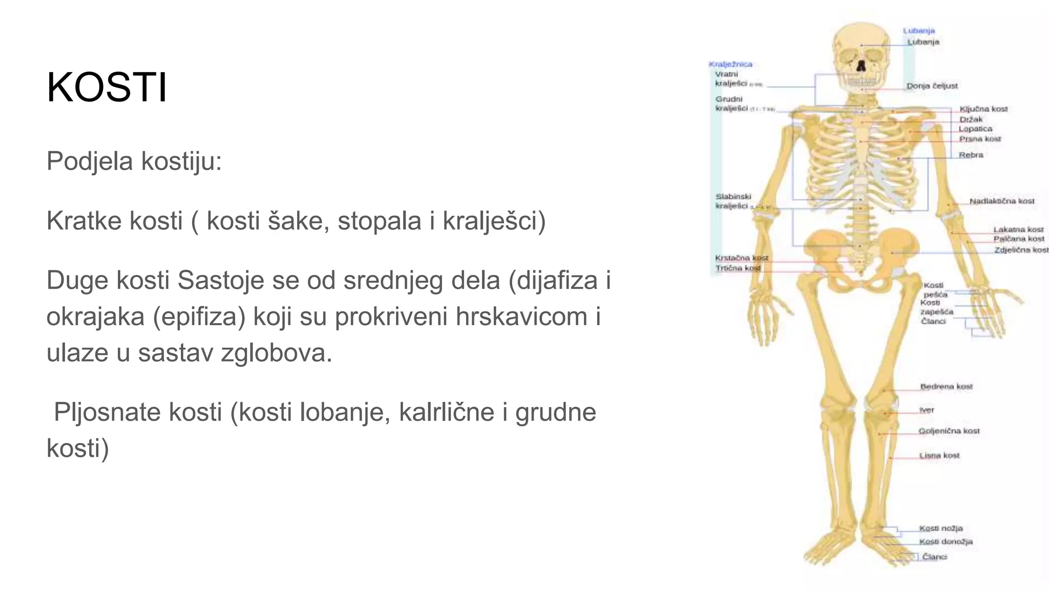Lokomotorni sistem-POLUGE.pptx