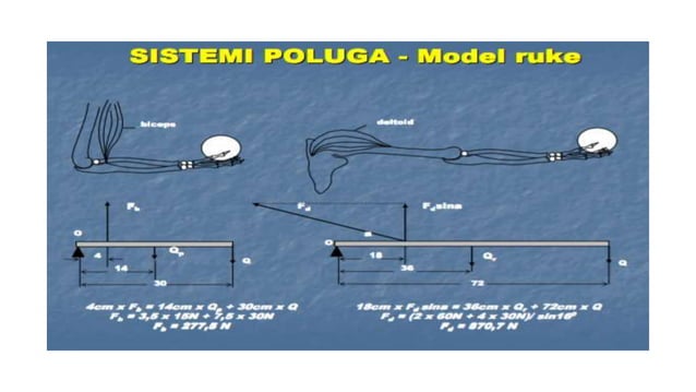 Lokomotorni sistem-POLUGE.pptx