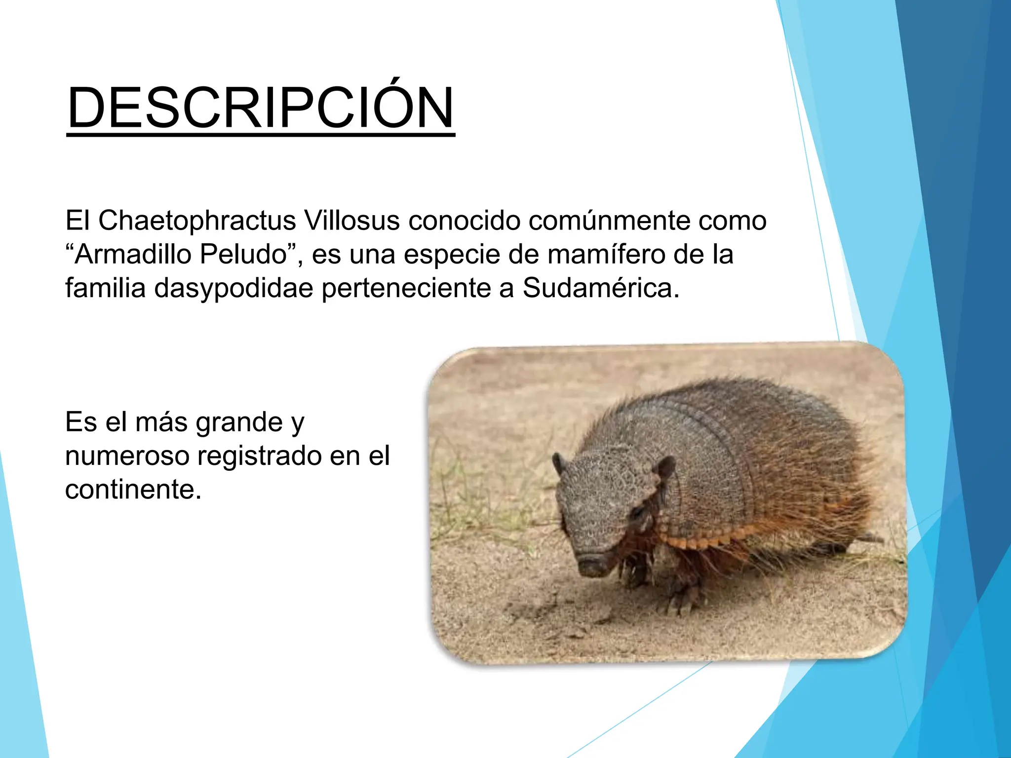 el armadillo es un animal muy peculiar, evolución, hábitat | PPTX