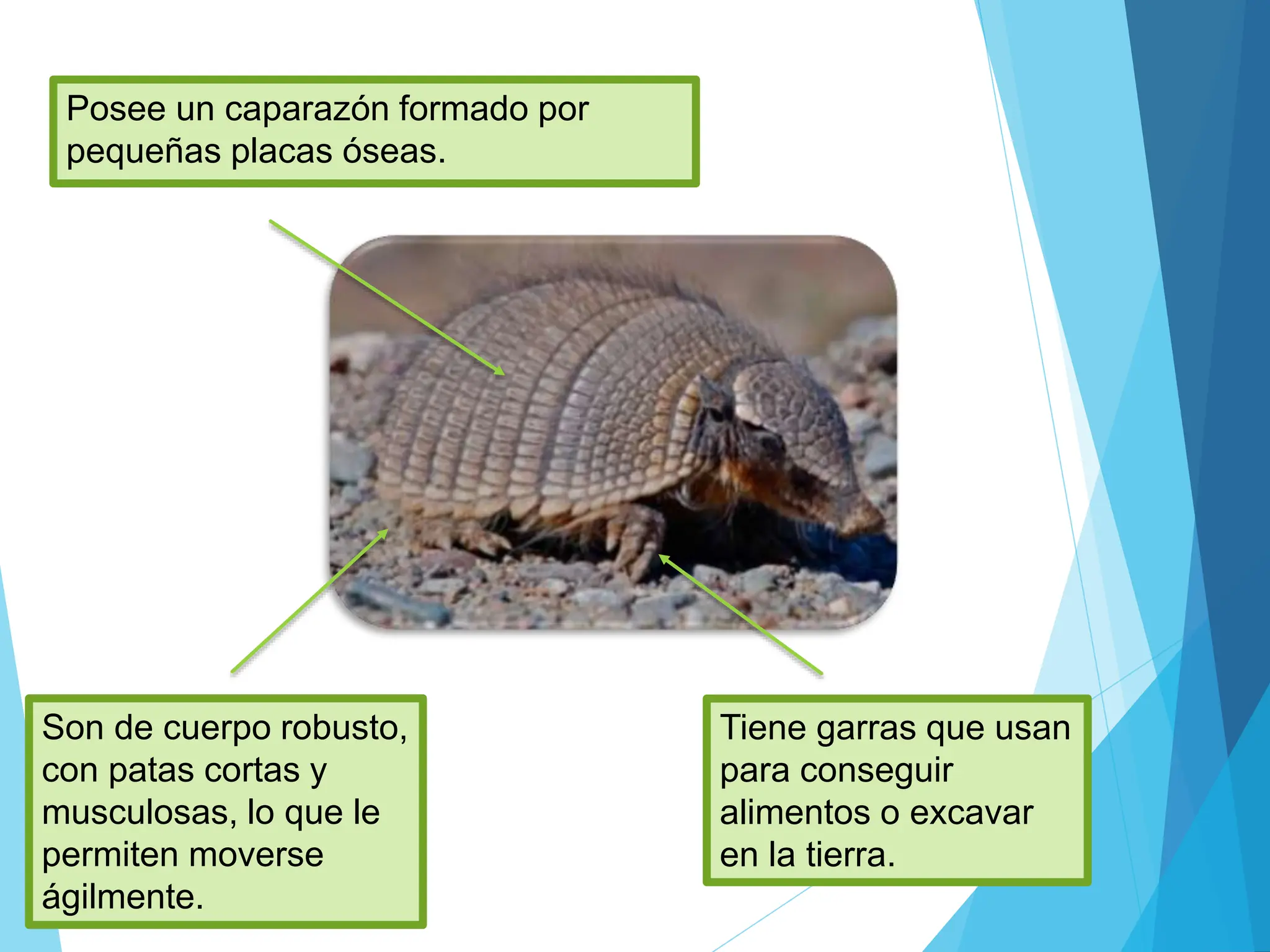 el armadillo es un animal muy peculiar, evolución, hábitat | PPTX