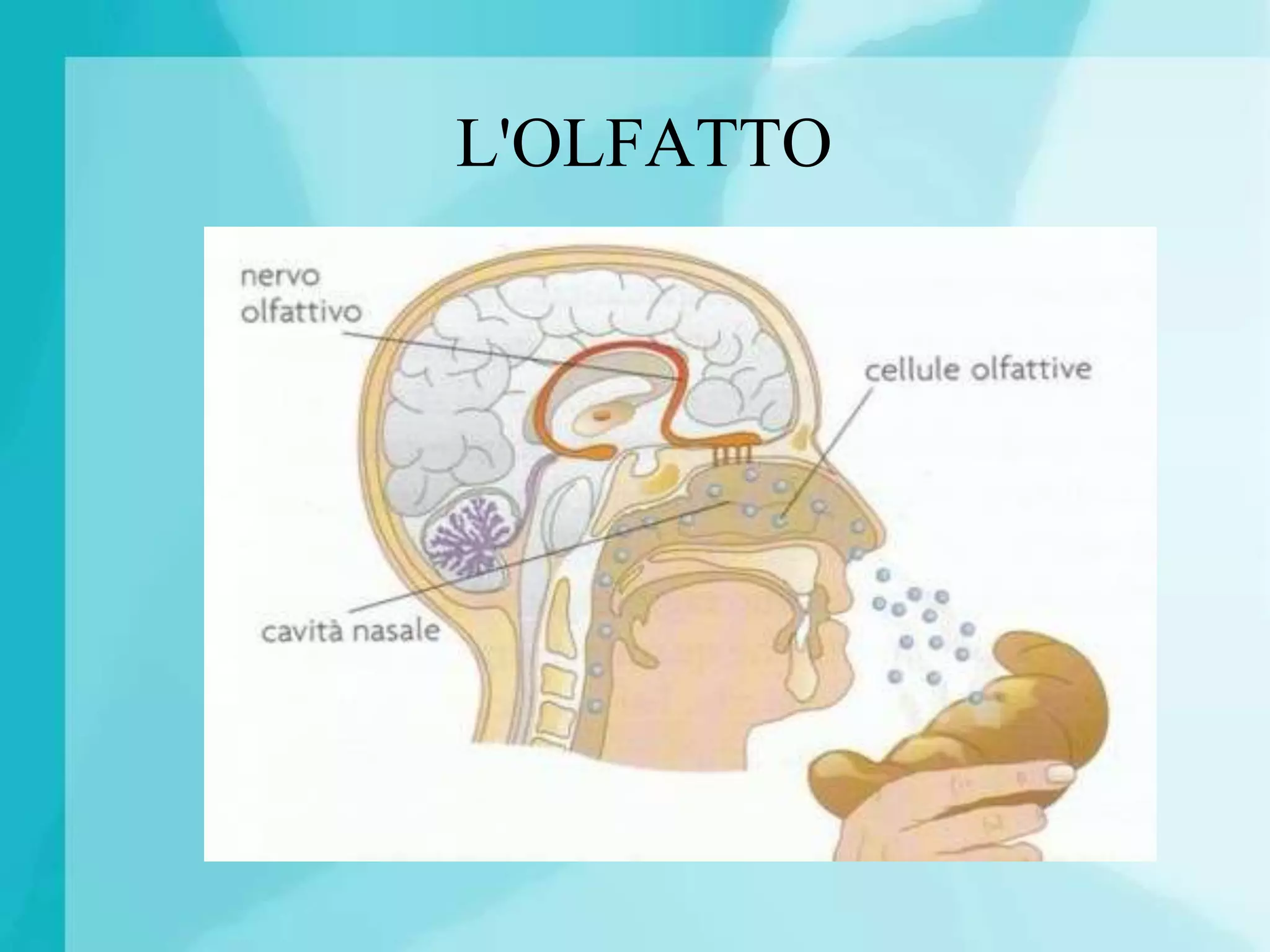 L'olfatto | PPTX