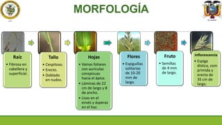 Lolium multiflorum (rye grass anual, italiano) | PPTX
