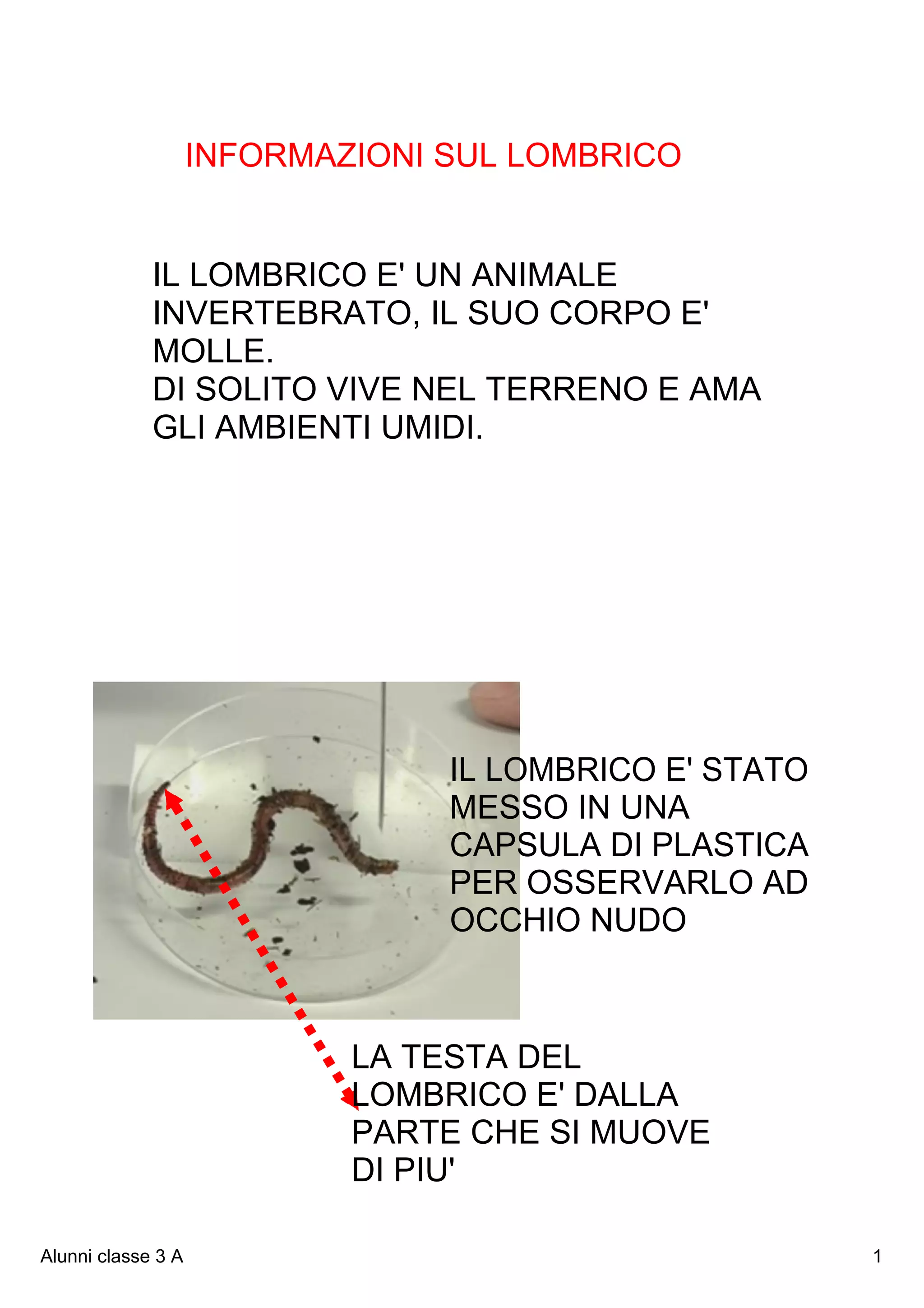 Lombrico | PDF