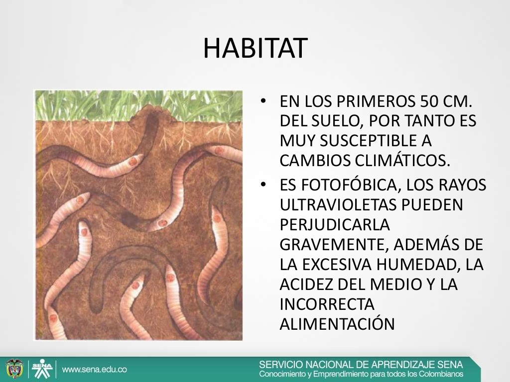 Lombriz roja californiana