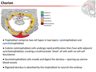 By124 physiology of_the_placenta_-_peter_bush_9th_december_2014 | PPT