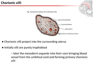 By124 physiology of_the_placenta_-_peter_bush_9th_december_2014 | PPT