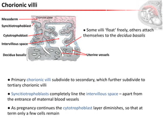 By124 physiology of_the_placenta_-_peter_bush_9th_december_2014 | PPT