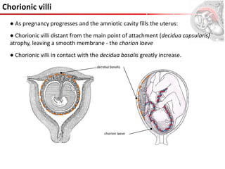 By124 physiology of_the_placenta_-_peter_bush_9th_december_2014 | PPT