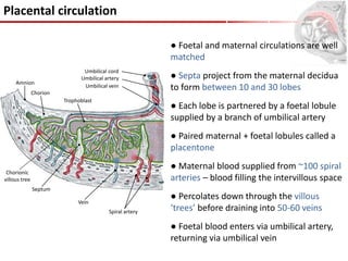 By124 physiology of_the_placenta_-_peter_bush_9th_december_2014 | PPTX