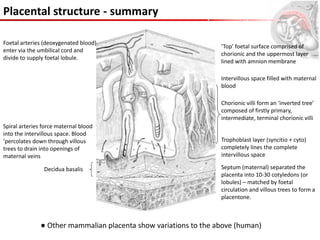 By124 physiology of_the_placenta_-_peter_bush_9th_december_2014 | PPT