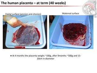 By124 physiology of_the_placenta_-_peter_bush_9th_december_2014 | PPT