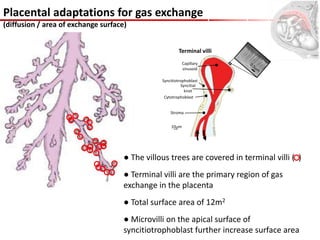 By124 physiology of_the_placenta_-_peter_bush_9th_december_2014 | PPT