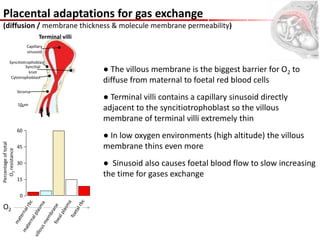 By124 physiology of_the_placenta_-_peter_bush_9th_december_2014 | PPT