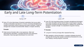 Long-Term-Potentiation-LTP-The-Cellular-Basis-of-Learning-and-Memory.pptx