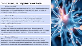 Long-Term-Potentiation-LTP-The-Cellular-Basis-of-Learning-and-Memory.pptx