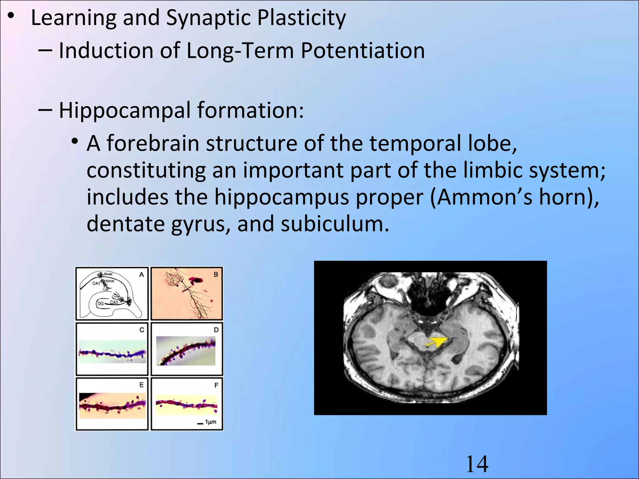 Long term potentiation | PPT