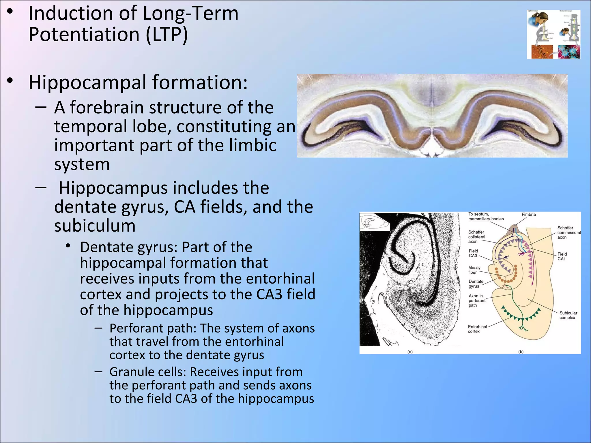 Long term potentiation | PPT