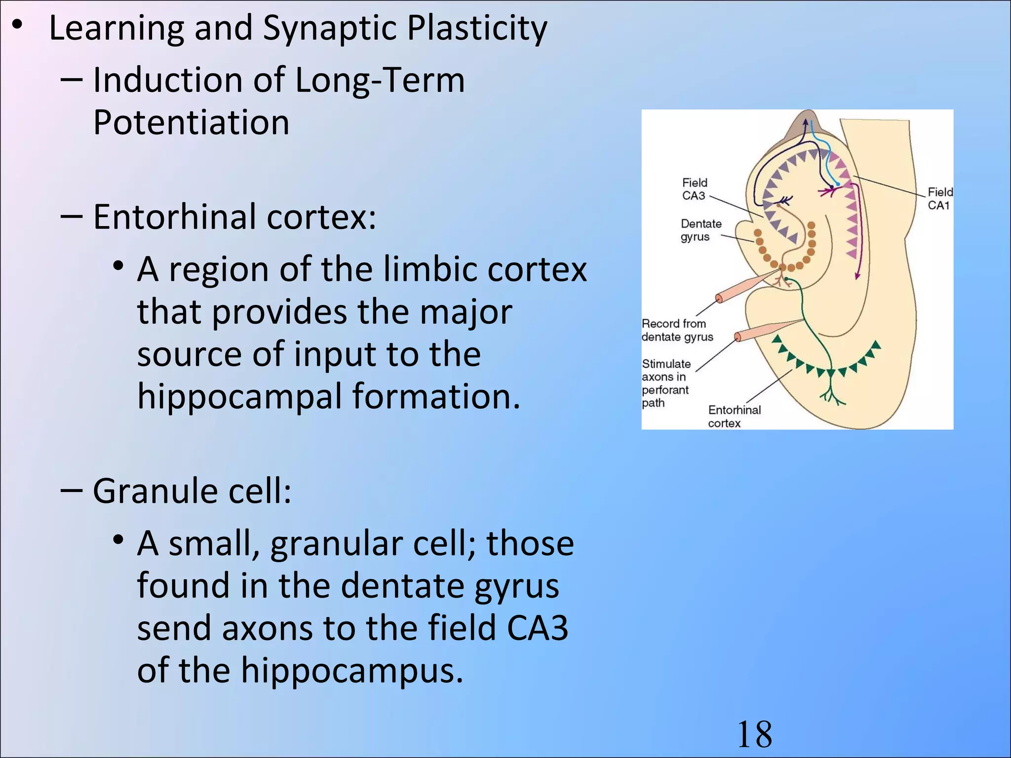 Long term potentiation | PPT