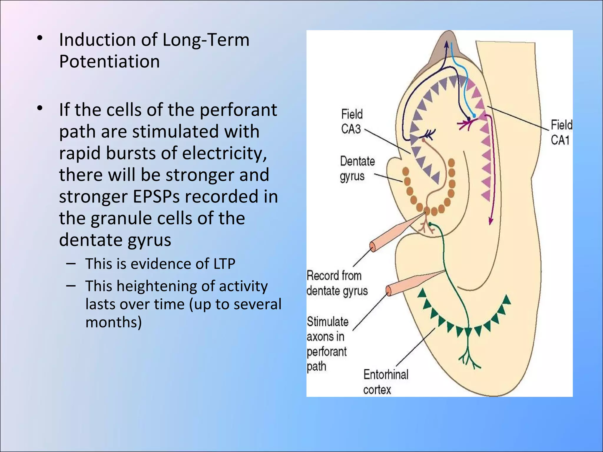 Long term potentiation