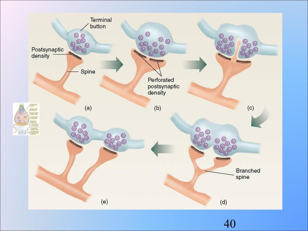 Long term potentiation