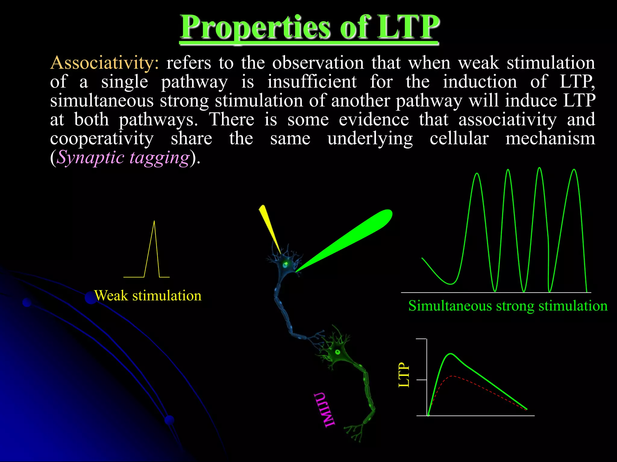 Long-term potentiation.ppt