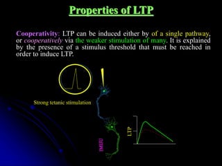 Long-term potentiation.ppt