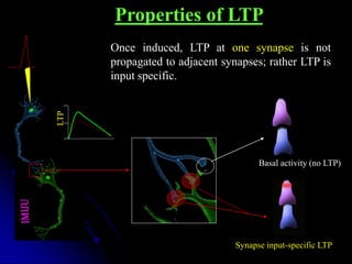 Long-term potentiation.ppt