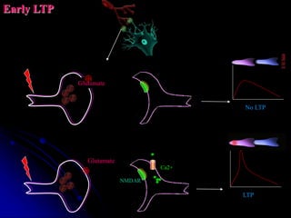 Long-term potentiation.ppt