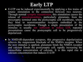 Long-term potentiation.ppt