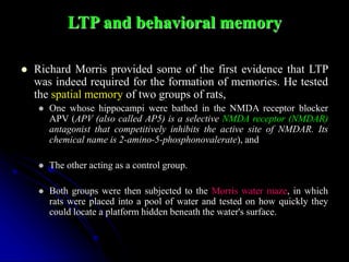 Long-term potentiation.ppt