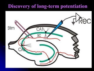 Long-term potentiation.ppt