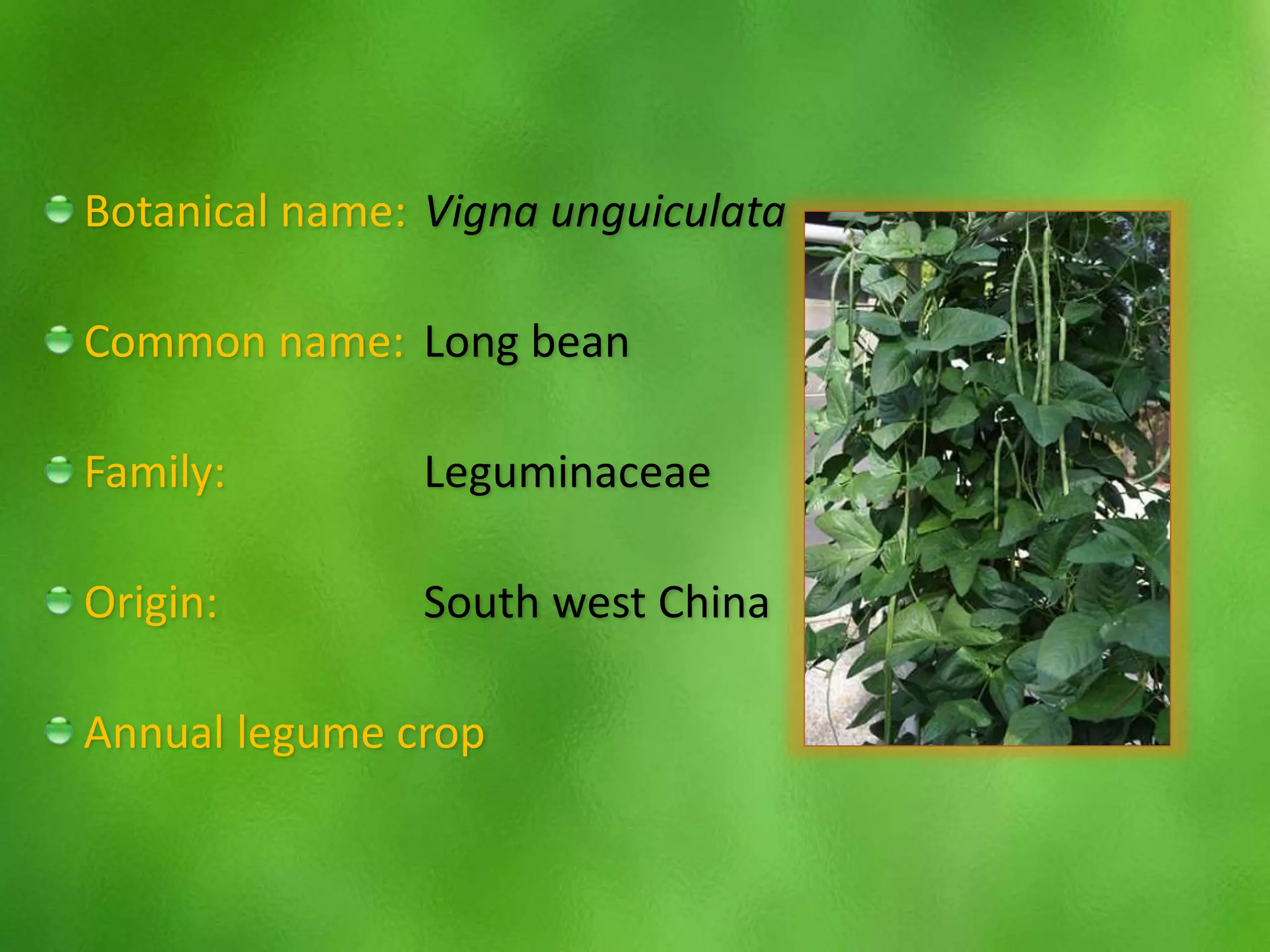 Long bean ( Vigna unguiculata ) | PPTX
